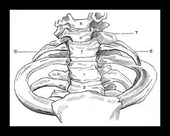 Cervical Rib