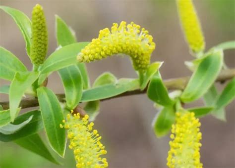 37 Types Of Willow Trees With Pictures And Identification