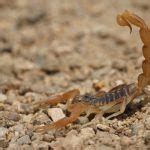 Insectos Comestibles Alacran