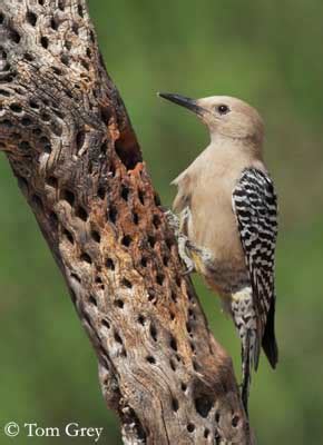 Gila Woodpecker