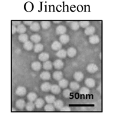 Morphological Observation On A Transmission Electron Microscope The