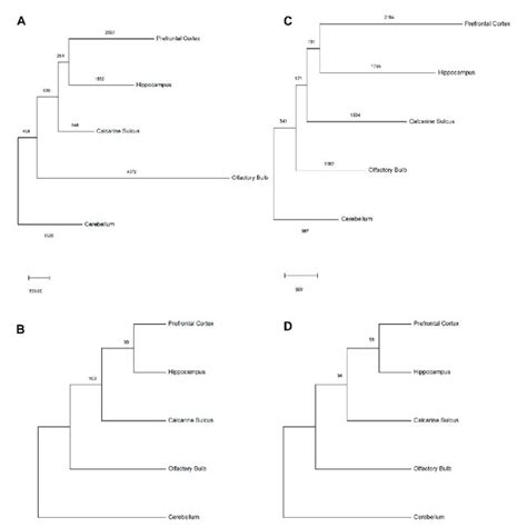 A Maximum Parsimony Tree Was Constructed To Phylogenetically Relate The Download Scientific
