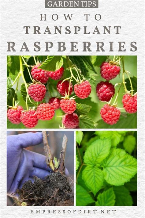 Raspberry Planting Instructions