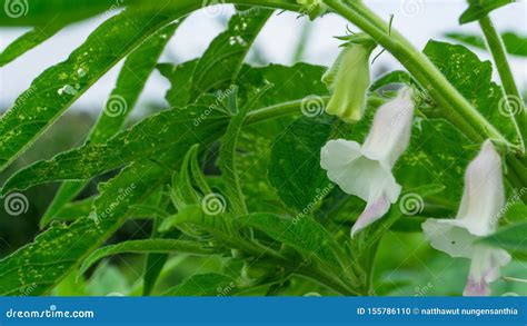 Flor Y Semillas Del Sésamo En árbol Planta Del Indicum Del Sesamum