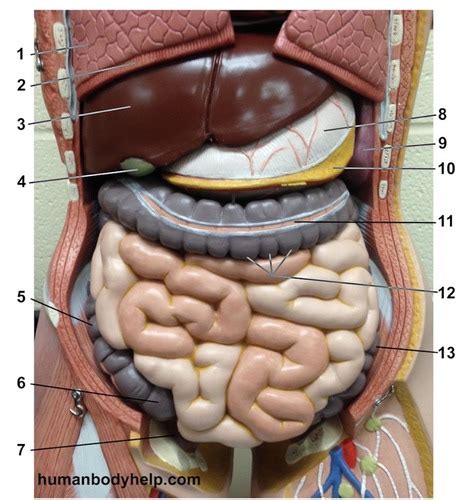Torso Lab Flashcards Quizlet
