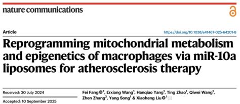 华西基法学院刘肖珩教授团队开发新型仿生脂质体通过重编程巨噬细胞线粒体代谢和表观遗传治疗动脉粥样硬化 四川大学新闻网