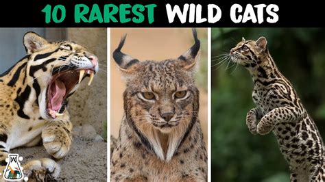 Rare Wild Cat Breeds