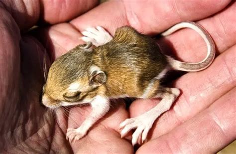 Interesting Facts About Kangaroo Rats Rxut