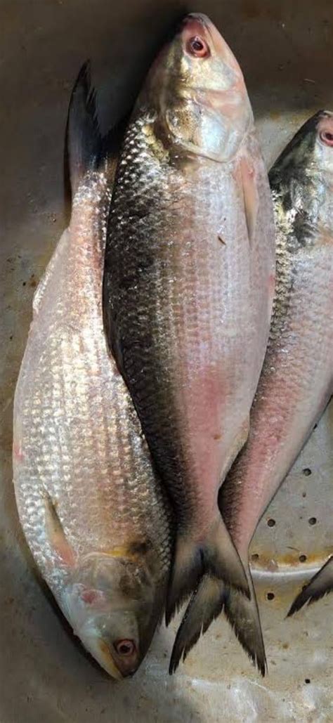 Macher Bhog Bajare Giye Tola Chobi R Kolkata