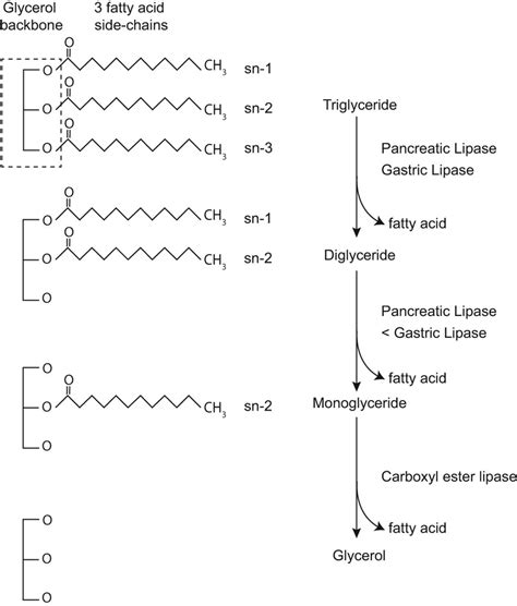 Lipases Its Not Just Pancreatic Lipaseinamerican Journal Of