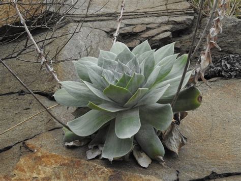 Plantfiles Pictures Chalk Lettuce Live Forever Dudleya Pulverulenta
