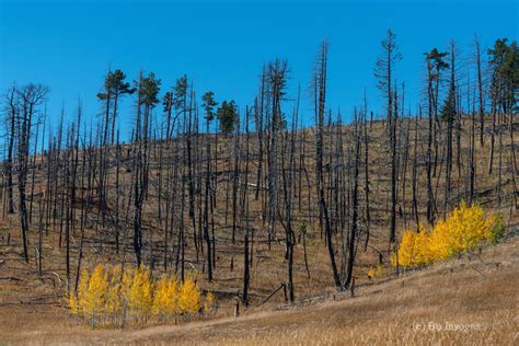 Forest Evolution By Bo Insogna Wall Art