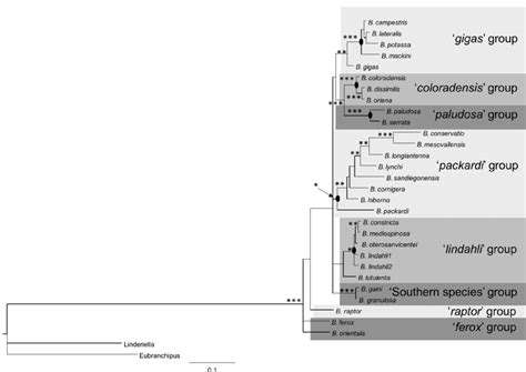 Bayesian Inference Phylogeny Based On 16s 12s And 28s Nodes With Download Scientific Diagram