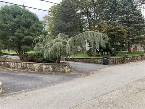What Kind Of Tree Is This Would Like To Add It To Our Garden R