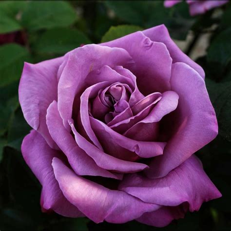 Rosa Sissi Tannacht Rosier Hybride Moderne à Grandes Fleurs Rose