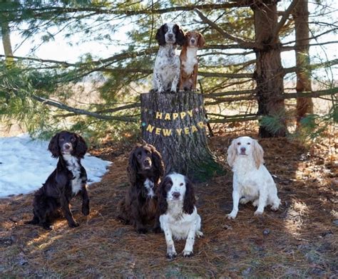 English Cocker Spaniels