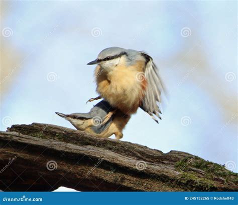 Male And Female Nuthatch Mating Stock Image Image Of Copulation