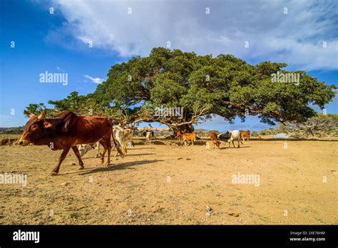 Animals Grazing Around The Five Nakfa Tree Giant Sycamore Tree Near