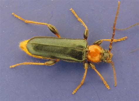 Phymatodes Testaceus Bugguide Net