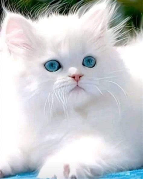 White Cat With Blue Eyes White Kitty With Blue Eyes White Persian