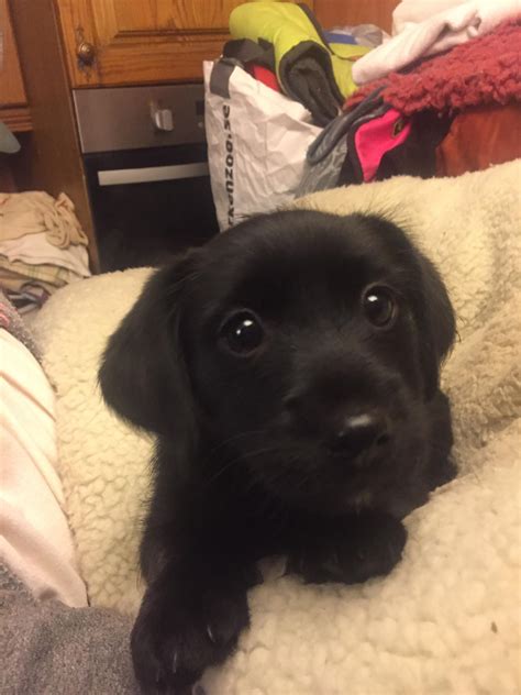 Sex Supersöta Små Valpar Hundar Utan Hem Sex Supersöta Små Valpar Hundar Utan Hem