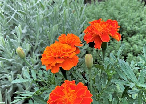 French Marigolds Arent French And Other Facts About Tagetes Patula