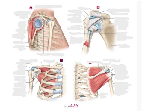 Asu Shoulder Muscle Quiz