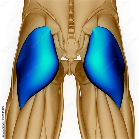 Human Muscular System Leg Muscles Gluteus Maximus Muscle Anatomy Stock Illustration Adobe Stock