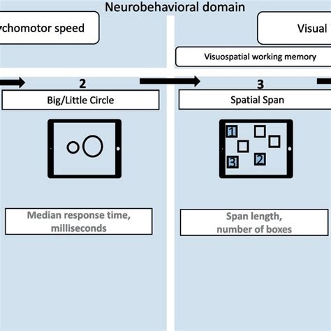 Schematic Representation Of The Cognitive Measurements The Four Tasks