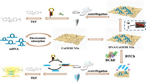 Construction Of A Label Free Ratiometric Biosensor Based On Target Recycling Amplification And