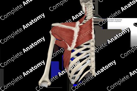The Levator Scapulae Muscle Muscle Anatomy Scapula