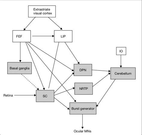 Simplified Diagram Of The Major Cortical And Subcortical Areas Involved