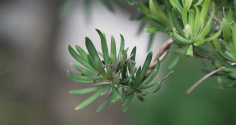 【探索】解密，世界上为什么没有两片相同的树叶？澎湃号·政务澎湃新闻 The Paper