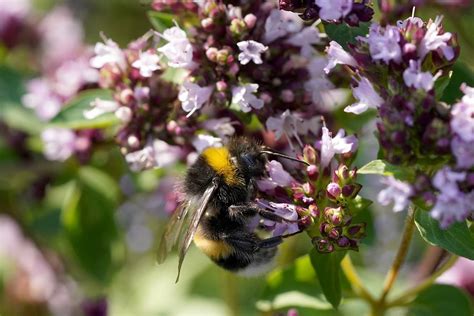 Bumblebee Pollination Bumblebee Vs Honeybee Essential Differences