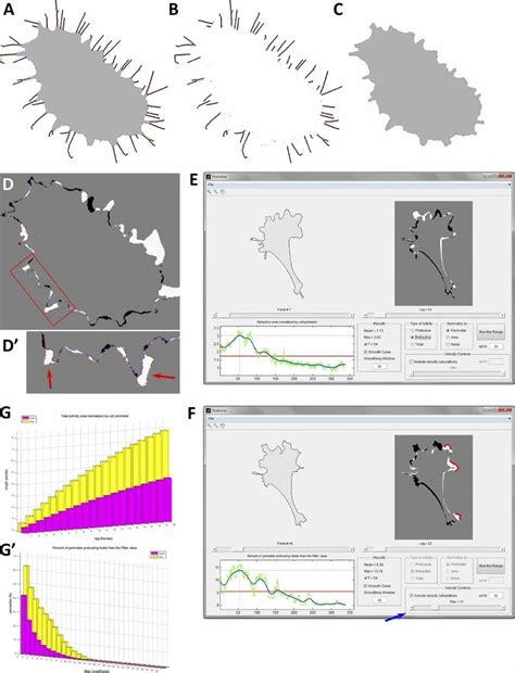 Detecting And Quantifying Dynamics Of Broad Protrusion A Cell Download Scientific Diagram