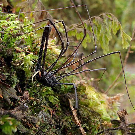 Home Aas American Arachnological Society