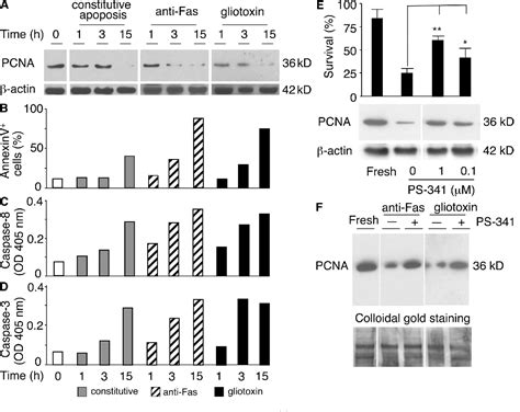 Figure 2 From Proliferating Cell Nuclear Antigen Acts As A Cytoplasmic Platform Controlling
