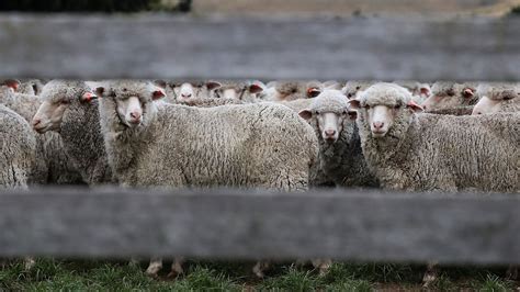 Второ огнище на заболяването шарка по овцете и козите е регистрирано днес в Хасково Новинибг