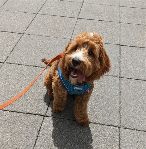 How Long Should My Cockapoo Sleep