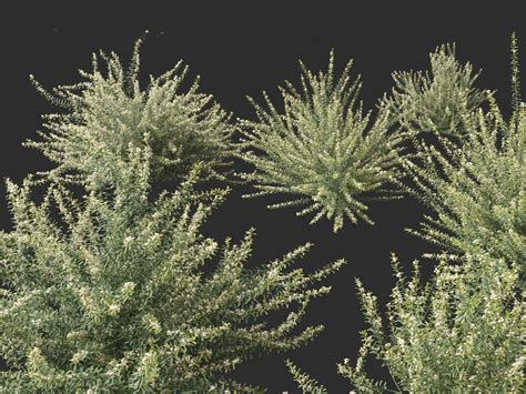 Philotheca Myoporoides Ruby Cascade Flippednormals