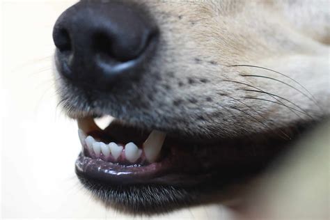Understanding The Secret Language Of Dogs Analyzing A Dogs Mouth