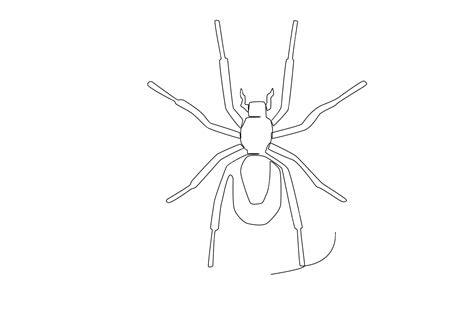 Premium Vector Spider Line Art