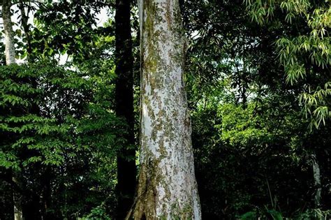 金平:极小种群野生植物——毛果木莲 Isenlincn 金平:极小种群野生植物——毛果木莲 Isenlincn