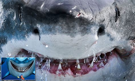 Finding Nemo Shark