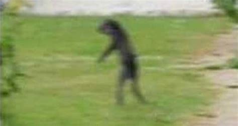 Dog Man Sightings In Ohio