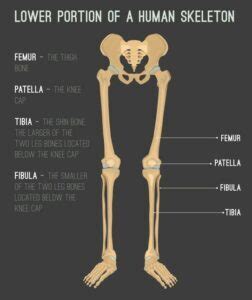 Bones In The Leg Joi Jacksonville Orthopaedic Institute