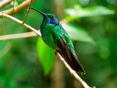 Las Mglisty Monteverde W Kostaryce Piękne Widoki I Niezwykłe Atrakcje Wiecznie Wolni