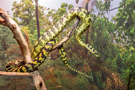 Surgeons Pull 3″ Parasitic Worm From Womans Brain Still Alive And Wriggling