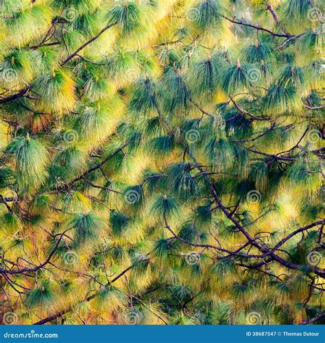 Tree Texture Timber Light Natural Pattern Wood Grain Background Stock