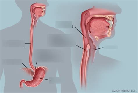 Esophagus Diagram Quizlet